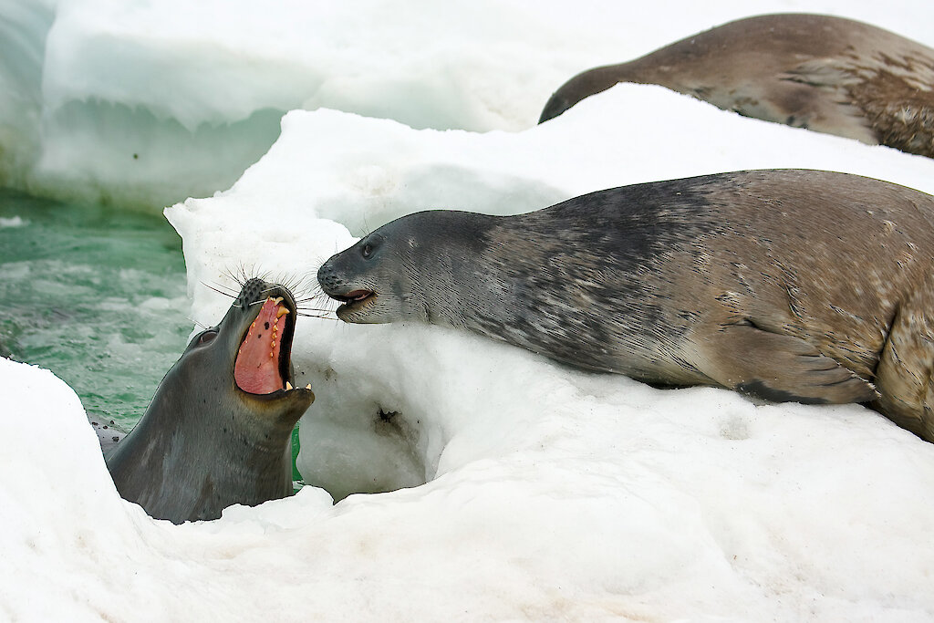 International conference focuses on changing Southern Ocean ecosystems ...