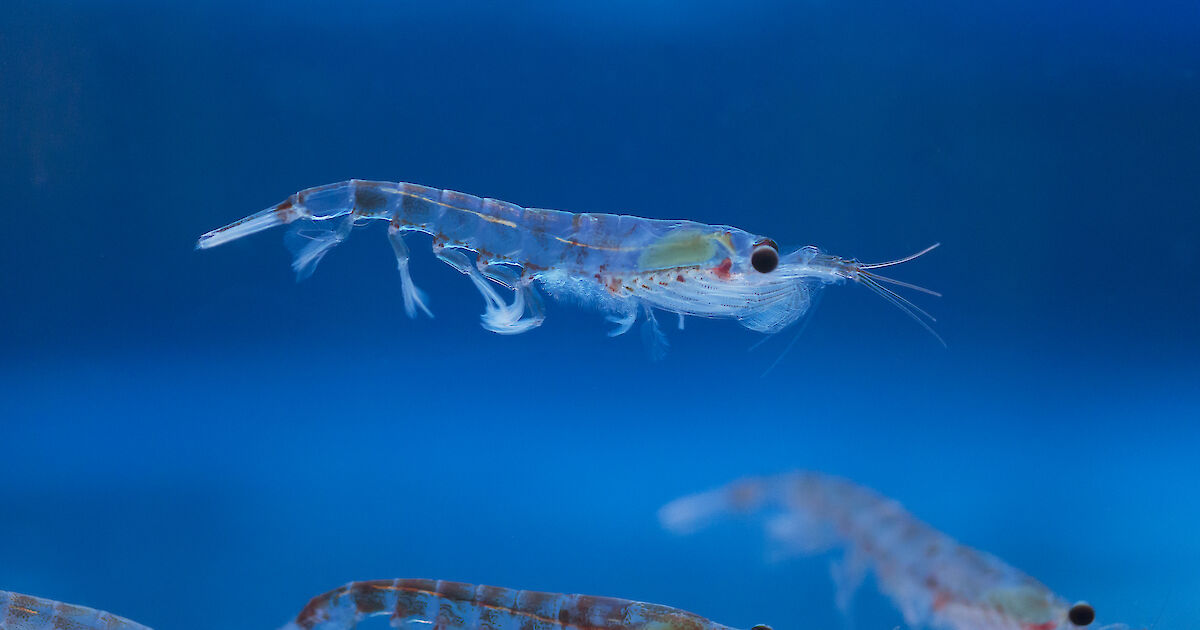 Natural born krillers – Australian Antarctic Program (News 2018)