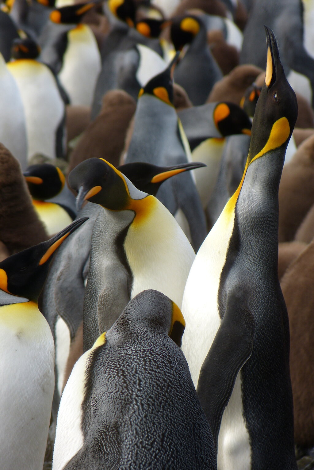 This week at Macquarie Island: 24 May 2013 — Australian Antarctic Program