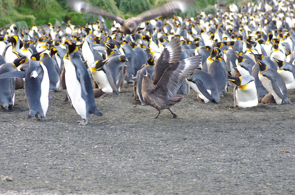This week at Macquarie Island: 28 February 2014 — Australian Antarctic ...