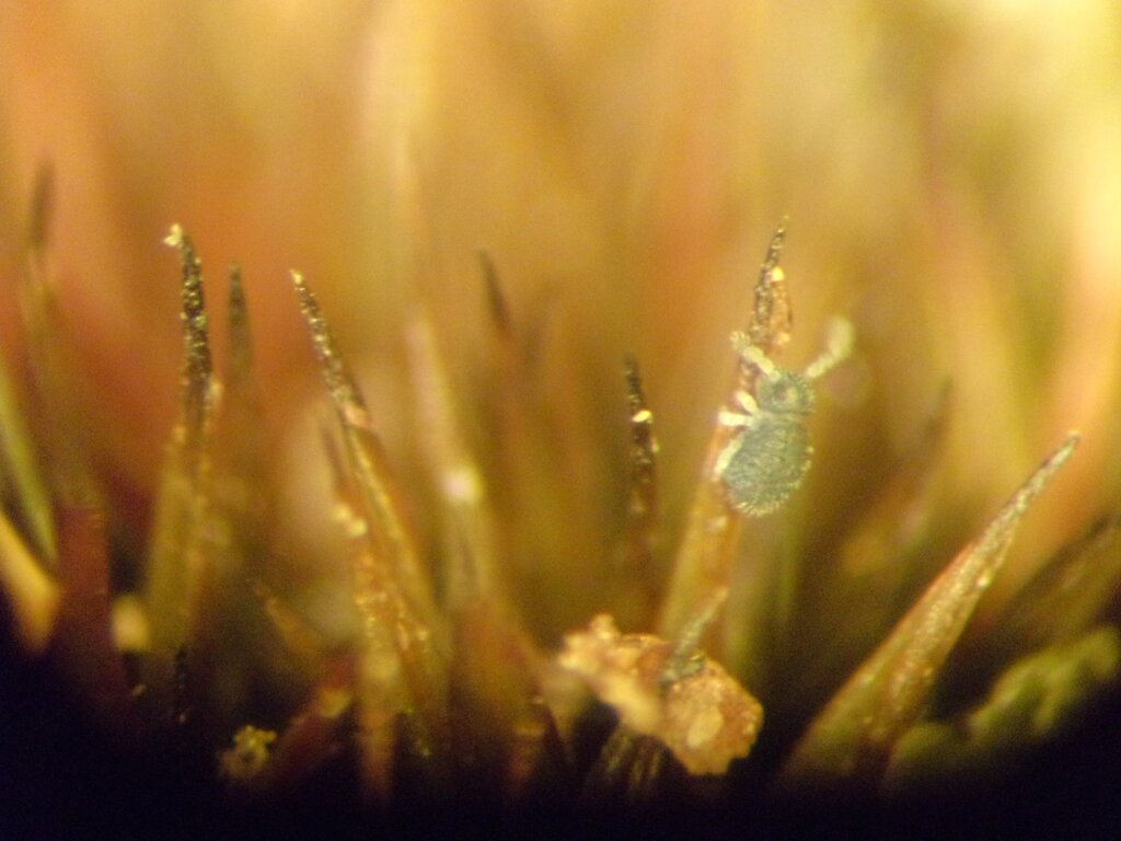 This week at Macquarie Island: 7 March 2014 — Australian Antarctic Program