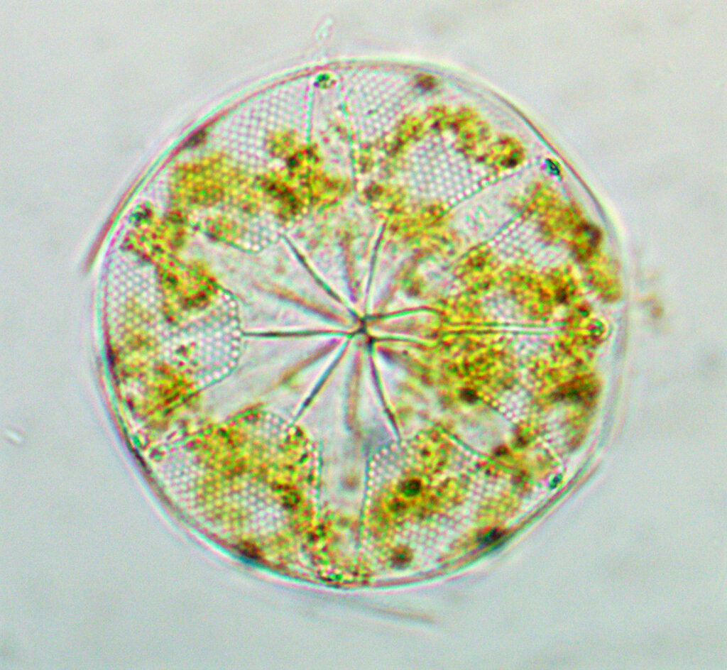 This week at Davis: 3 March 2017 — Australian Antarctic Program