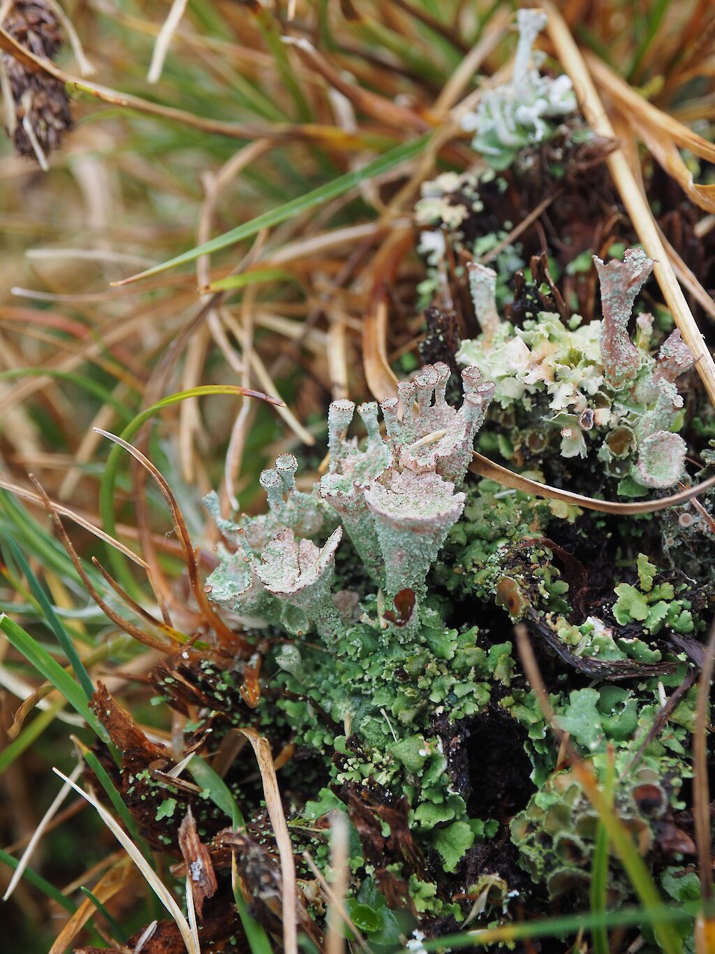 This week at Macquarie Island: 19 June 2015 — Australian Antarctic Program