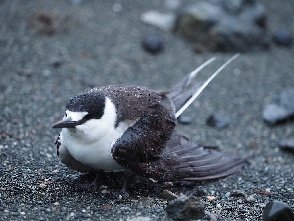 This week at Macquarie Island: 17 June 2016 — Australian Antarctic Program