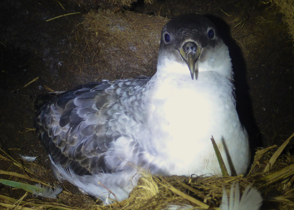 This week at Macquarie Island: 2 December 2016 — Australian Antarctic ...