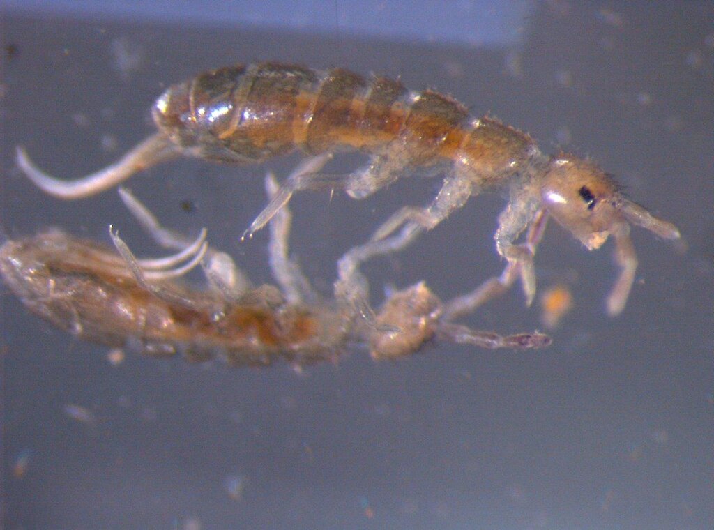 This week at Macquarie Island: 2 December 2016 — Australian Antarctic ...