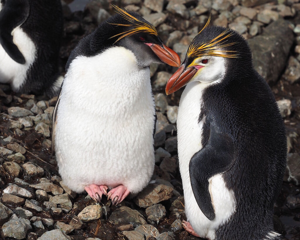This week at Macquarie Island: 27 October 2017 — Australian Antarctic ...
