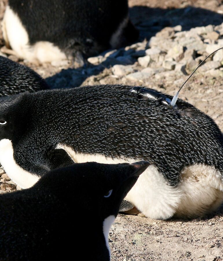 This week at Mawson: 24 November 2017 – Australian Antarctic Program