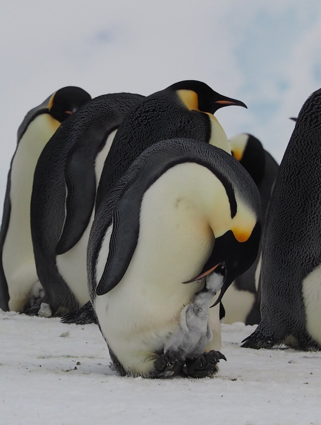 Emperor Penguin Breeding Cycle Australian Antarctic Division