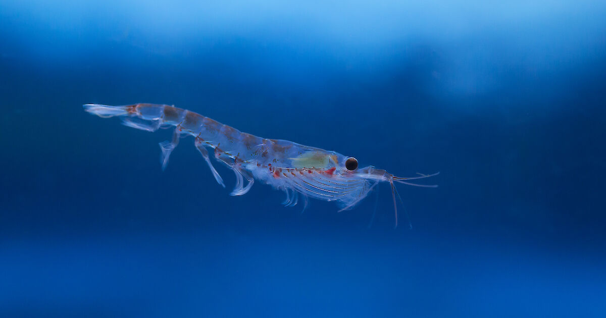 Studying krill using acoustics – Australian Antarctic Program