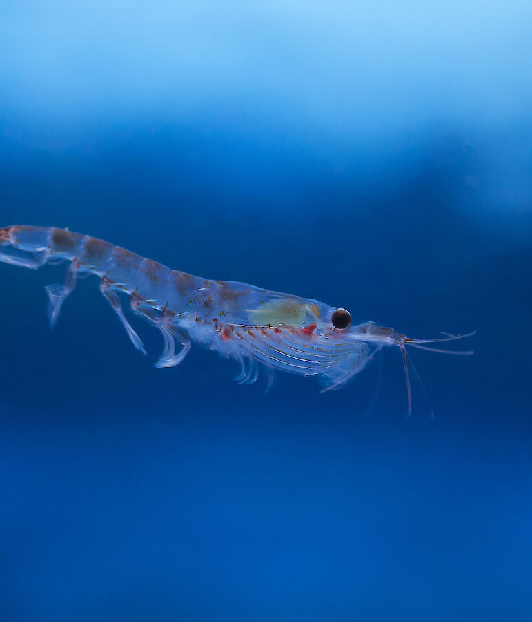 Studying krill using acoustics – Australian Antarctic Program