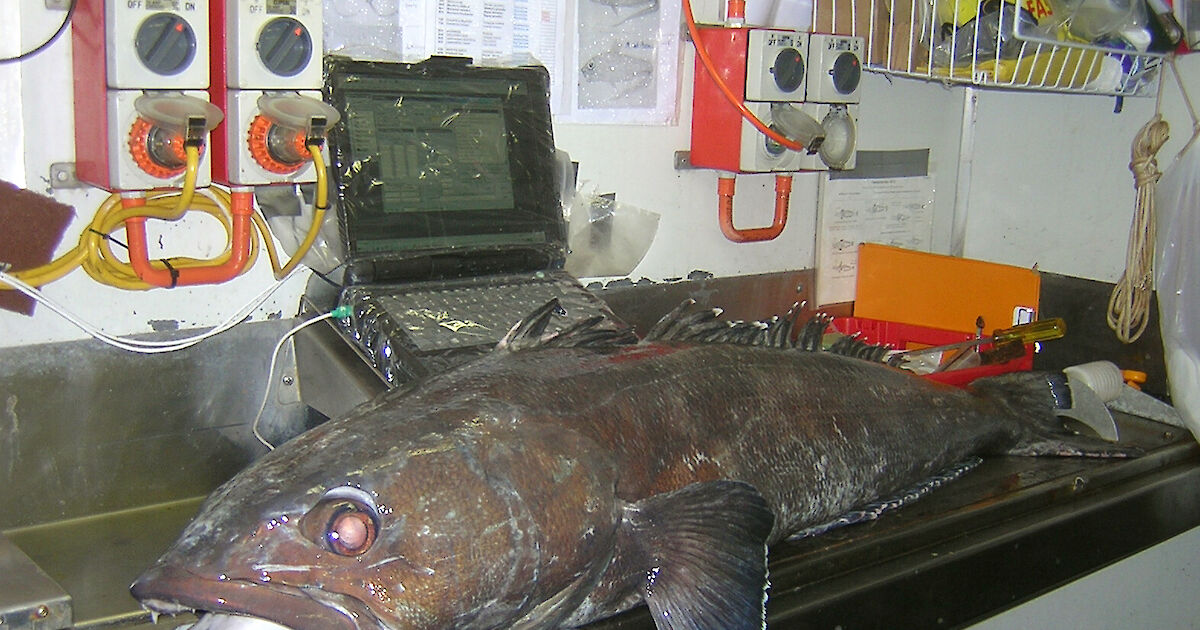 Fish and fisheries research – Australian Antarctic Program