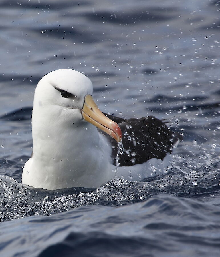 Seabird bycatch – Australian Antarctic Program