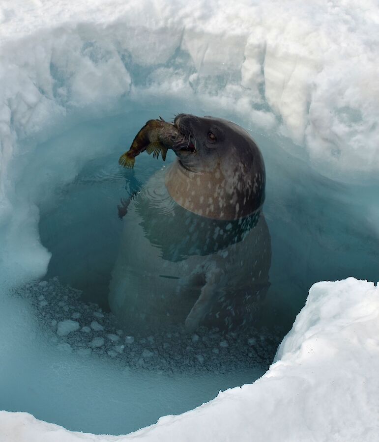 Week 3 — 1 December – Australian Antarctic Program