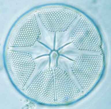 Tools and techniques to study microbes — Australian Antarctic Program