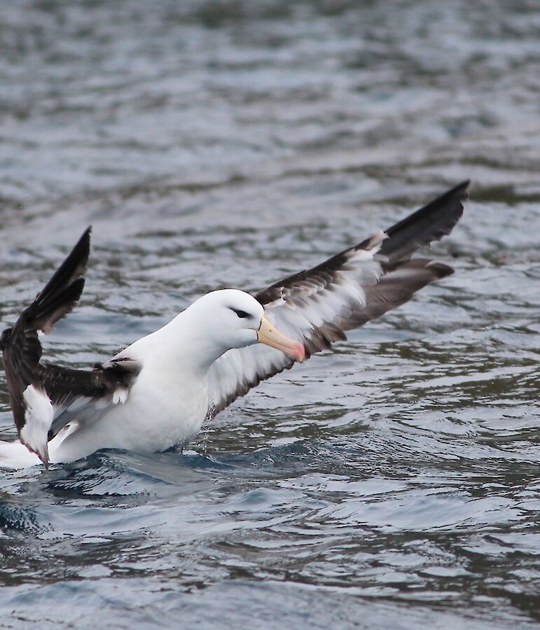 Black-browed albatross – Australian Antarctic Program