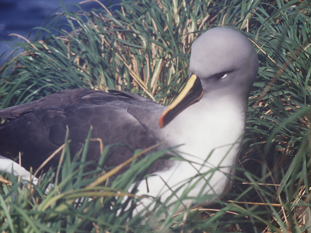 Grey-headed albatross — Australian Antarctic Program