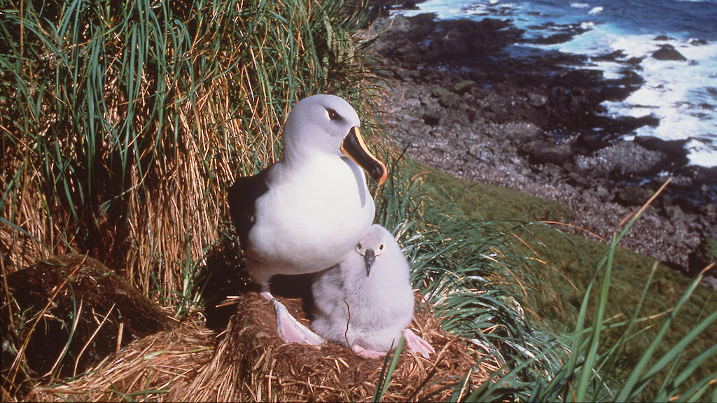 Grey-headed albatross — Australian Antarctic Program