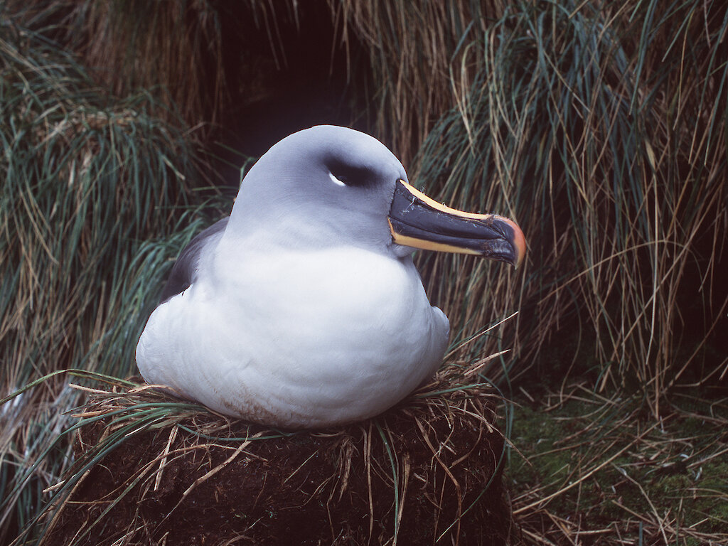 Grey-headed albatross — Australian Antarctic Program
