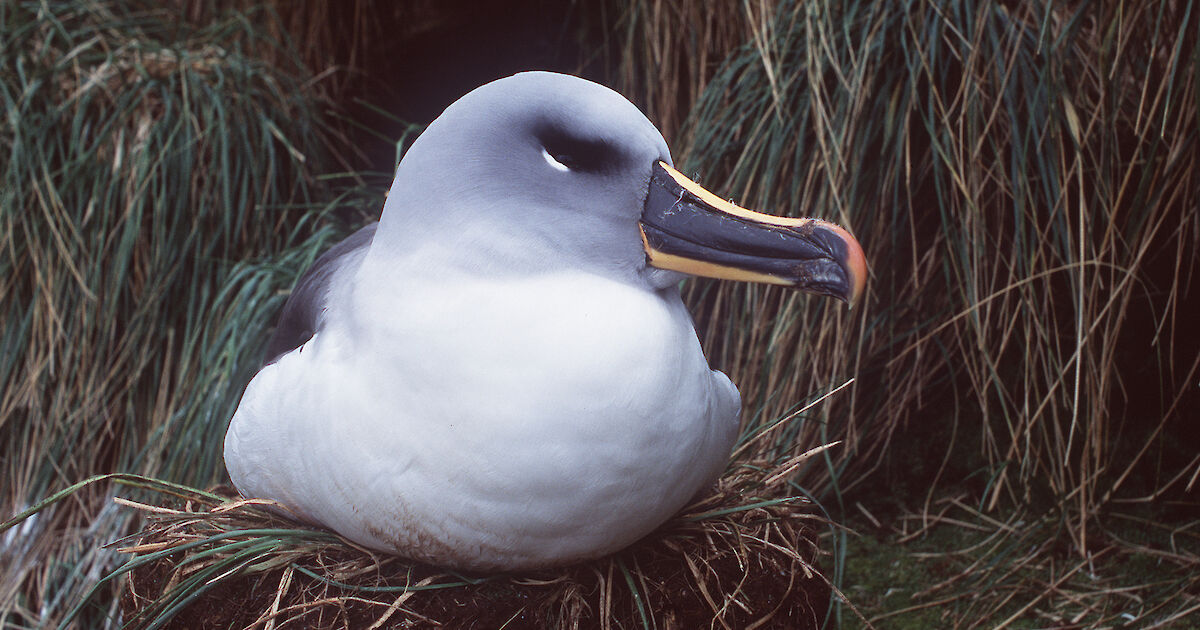 Grey-headed albatross – Australian Antarctic Program