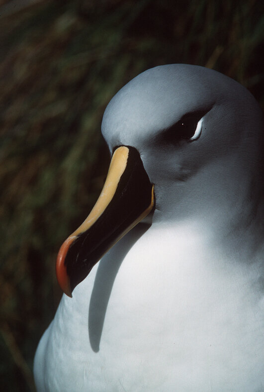 Grey-headed albatross — Australian Antarctic Program