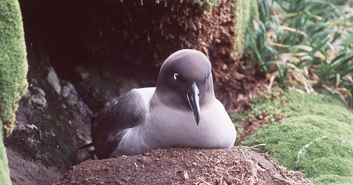 Sooty Albatross