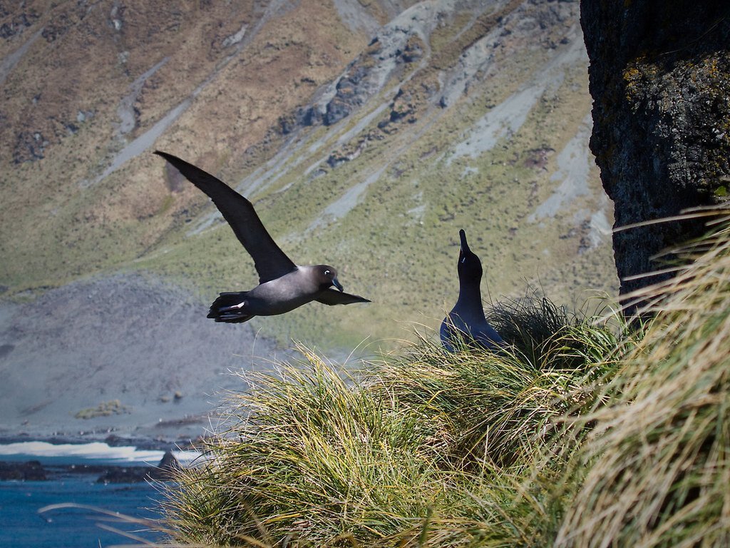 Light-mantled sooty albatross — Australian Antarctic Program
