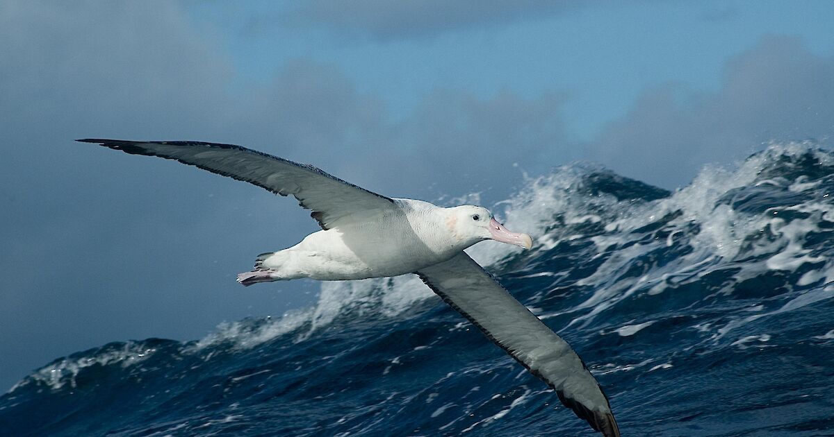 Wandering albatross – Australian Antarctic Program