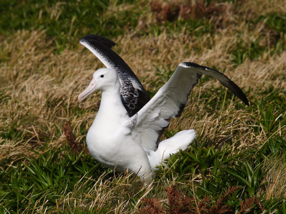 Wandering albatross — Australian Antarctic Program