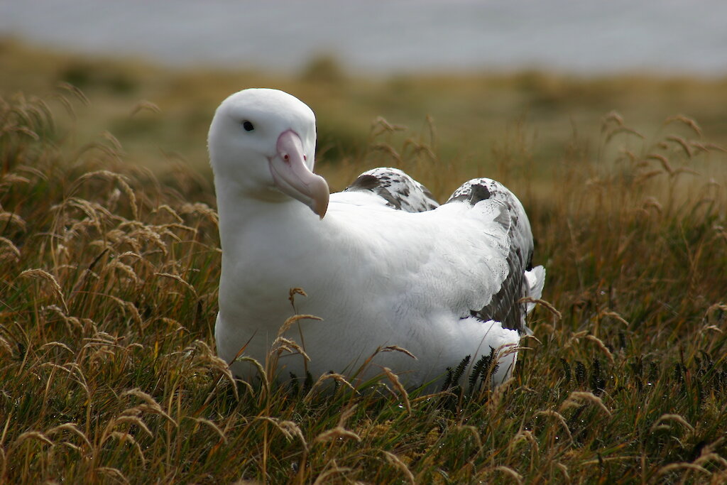 Wandering albatross — Australian Antarctic Program