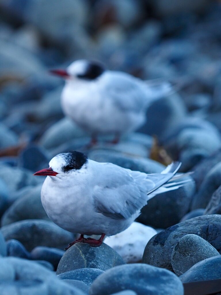 Antarctic tern — Australian Antarctic Program