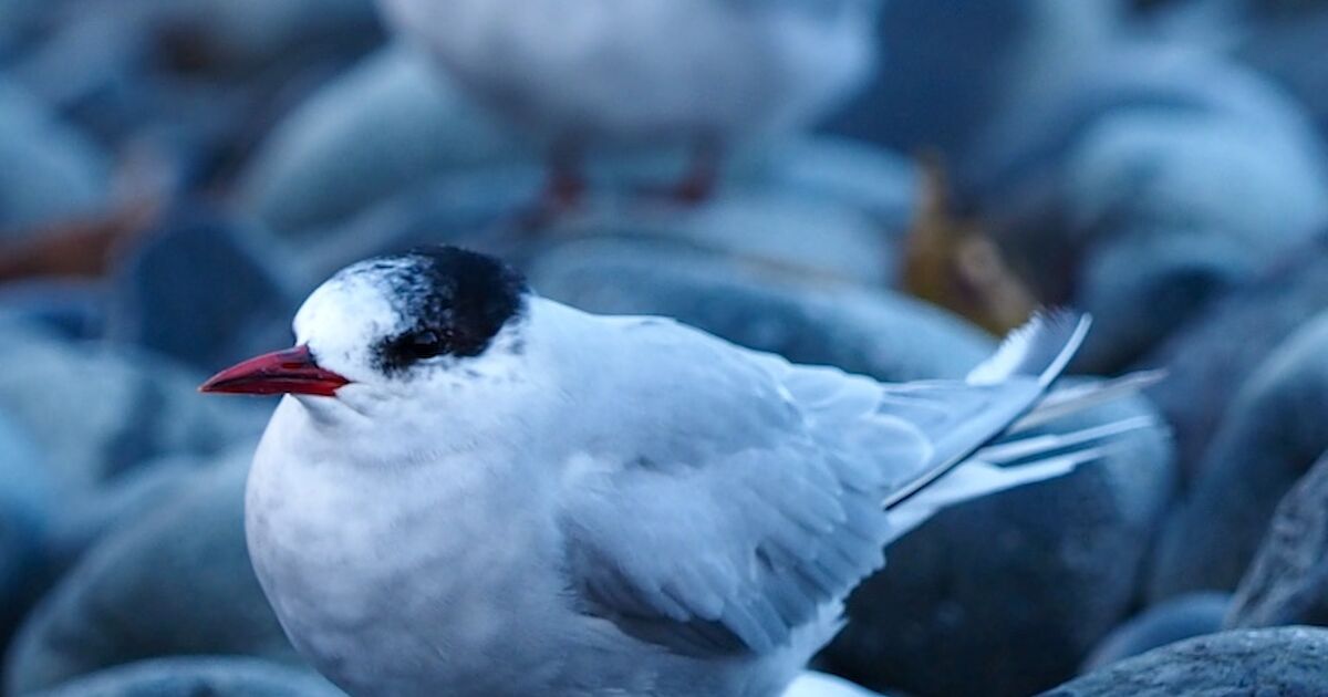 Antarctic tern – Australian Antarctic Program