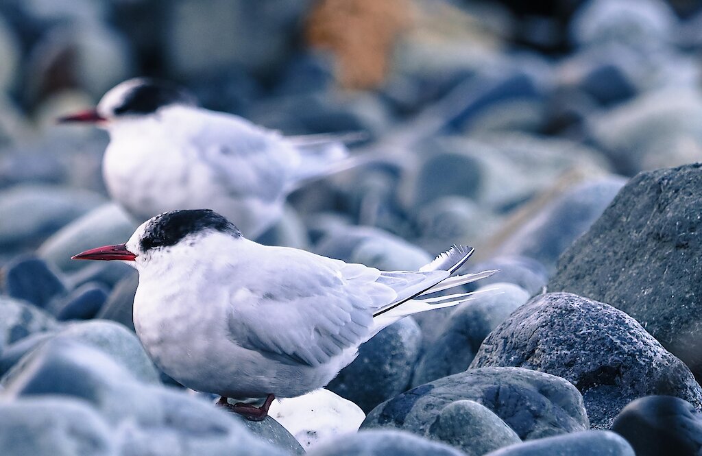 Antarctic tern — Australian Antarctic Program