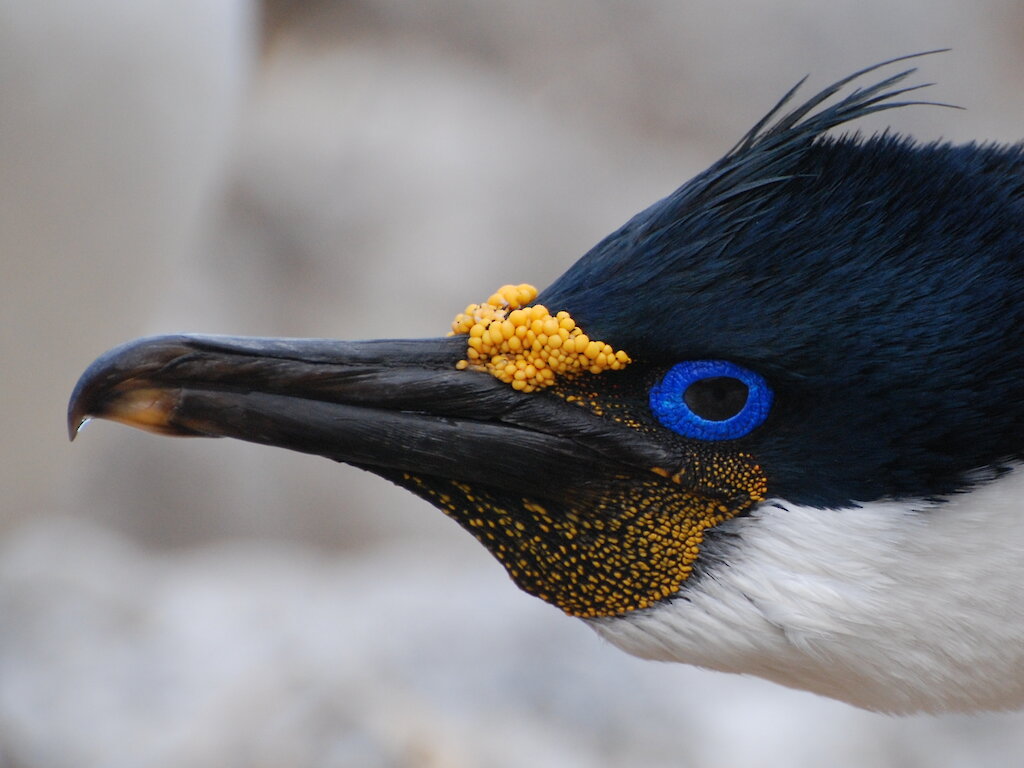 Blue-eyed cormorant or Macquarie Island shag — Australian Antarctic Program