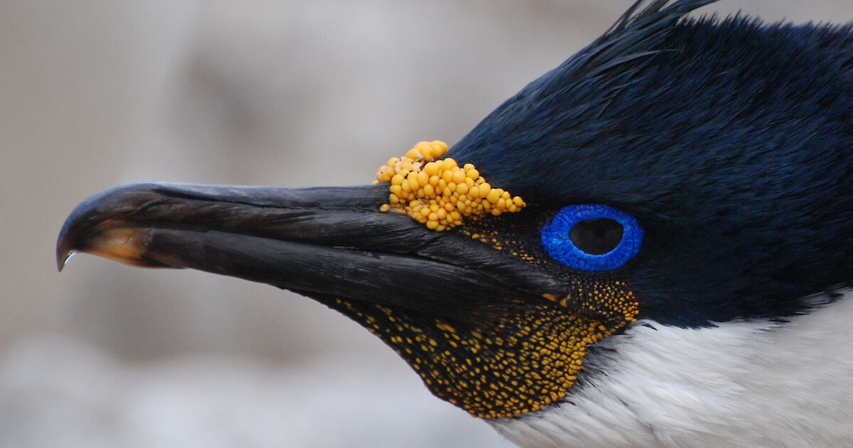 Blue-eyed cormorant or Macquarie Island shag – Australian Antarctic Program