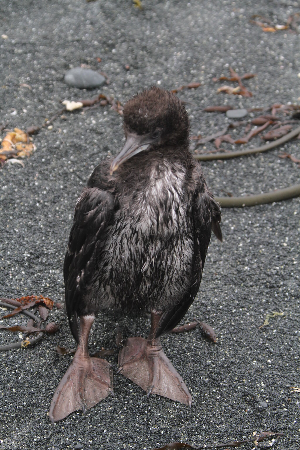 Blue-eyed cormorant or Macquarie Island shag — Australian Antarctic Program