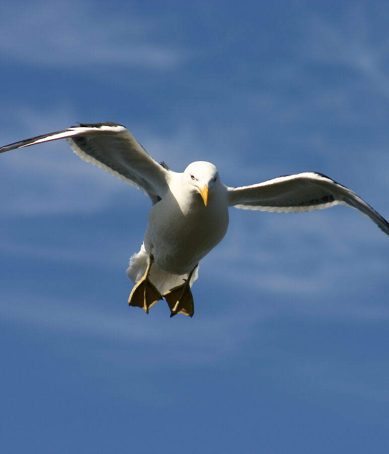 Kelp gull – Australian Antarctic Program