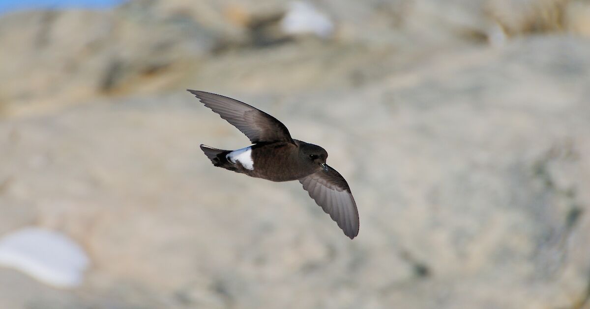 Petrels and shearwaters – Australian Antarctic Program