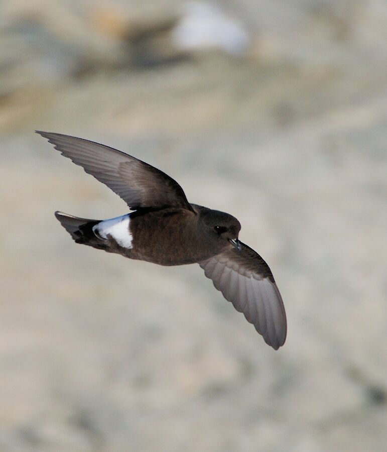 Petrels and shearwaters – Australian Antarctic Program