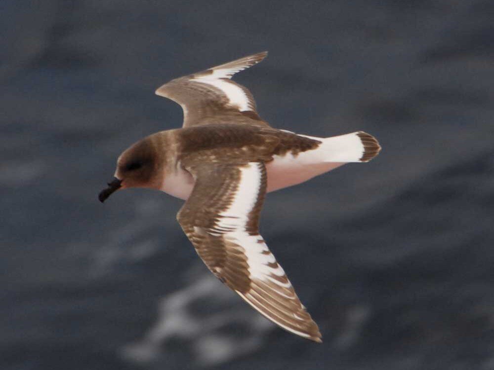 Antarctic petrel — Australian Antarctic Program