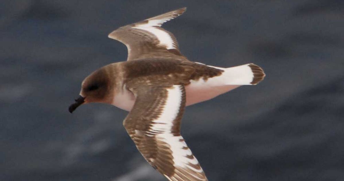 Antarctic petrel – Australian Antarctic Program