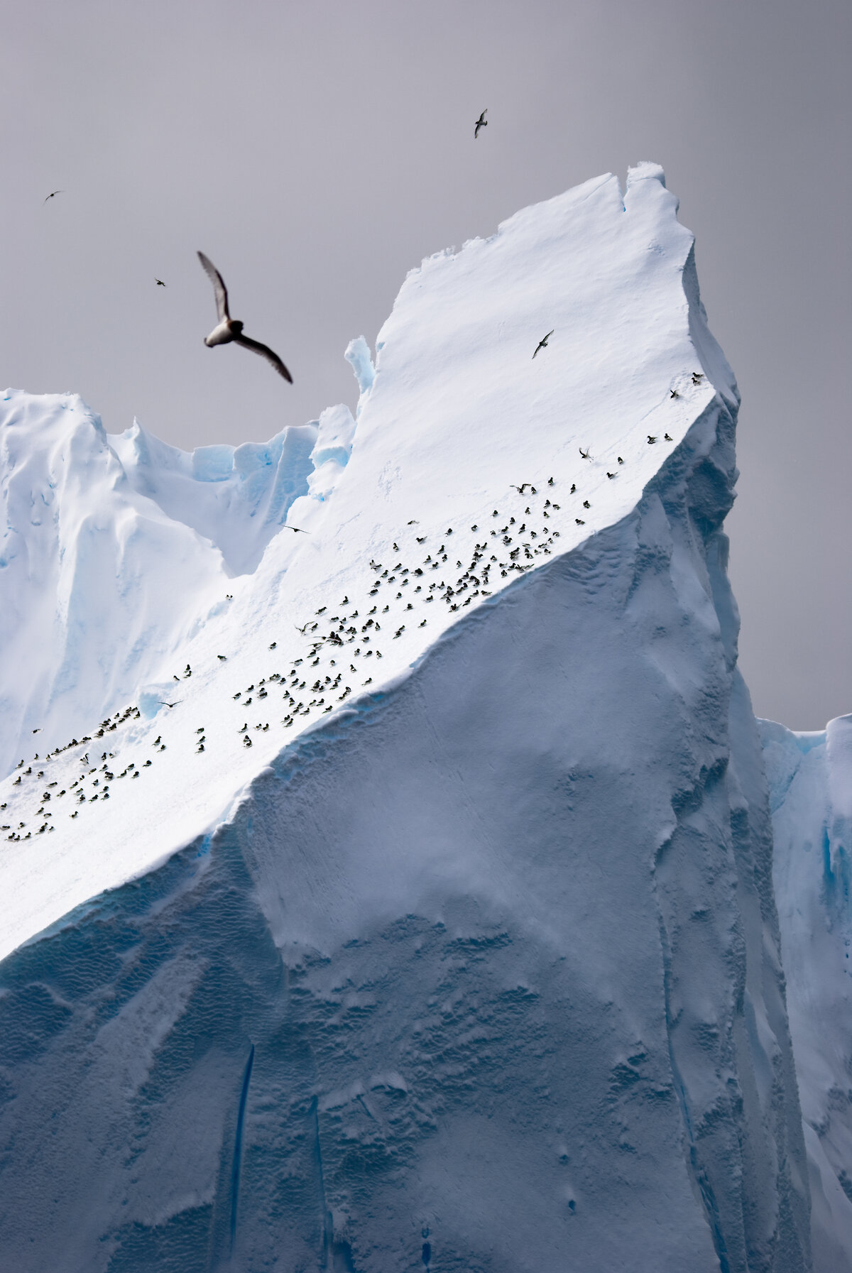 Antarctic petrel – Australian Antarctic Program
