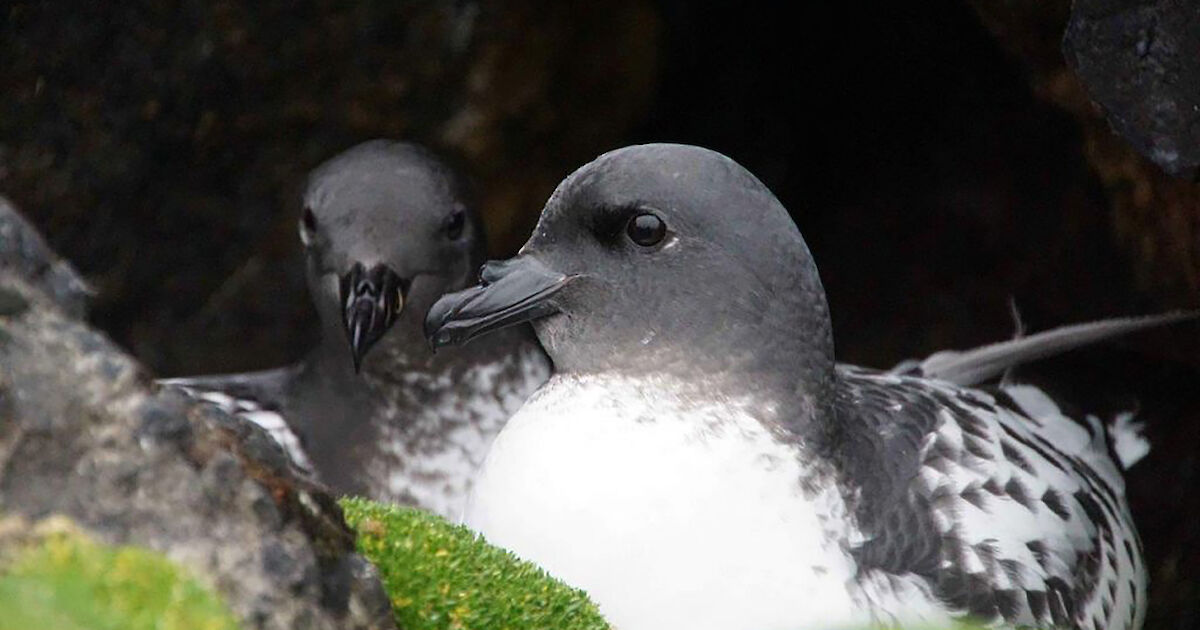 Cape petrel – Australian Antarctic Program