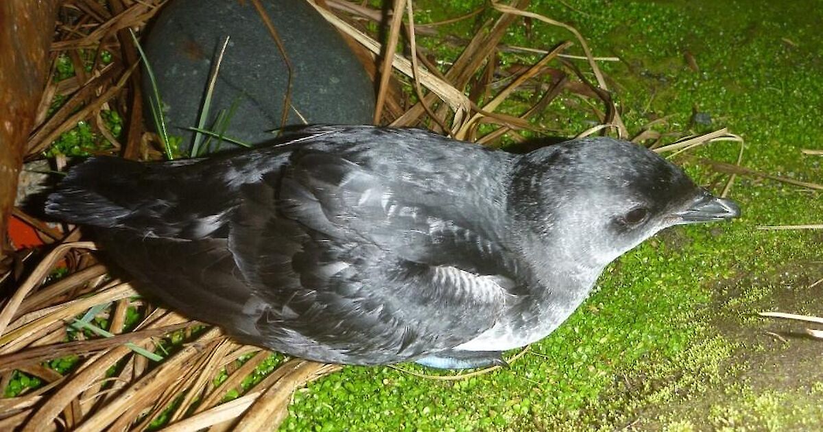 Common diving petrel – Australian Antarctic Program