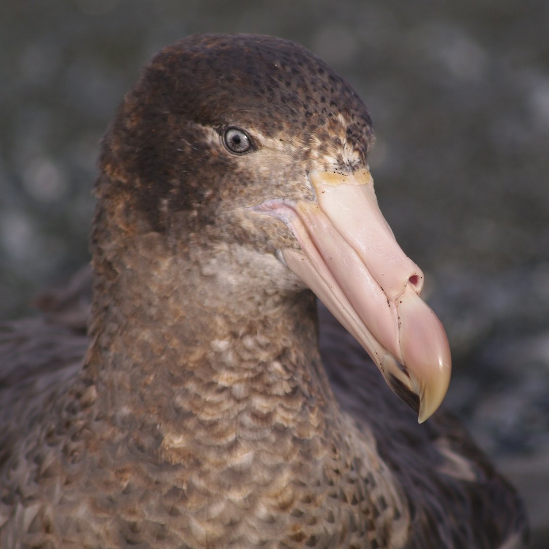 Northern giant petrel — Australian Antarctic Program