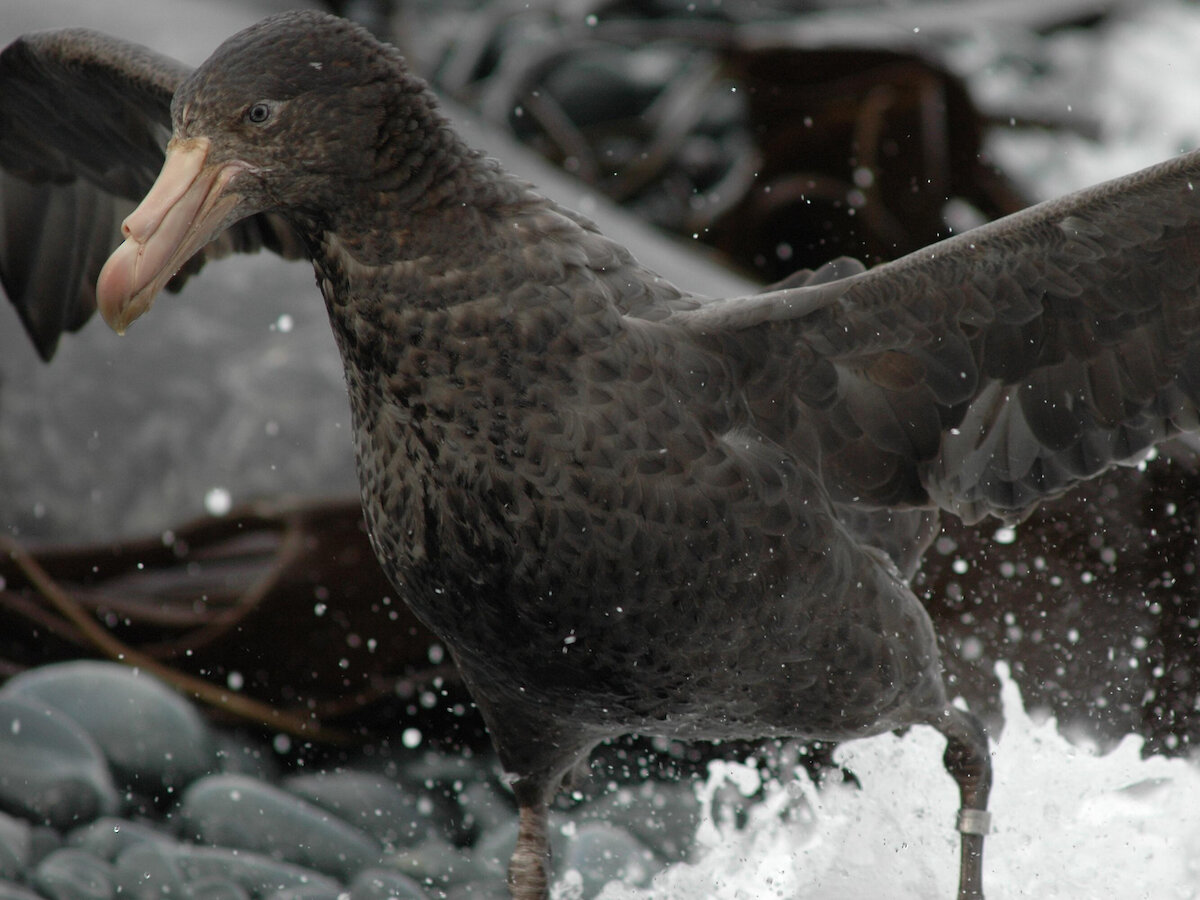 Northern giant petrel — Australian Antarctic Program