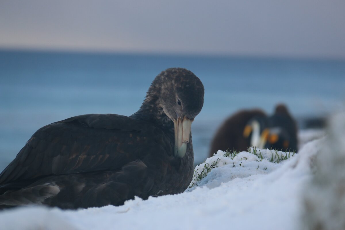 Northern giant petrel — Australian Antarctic Program
