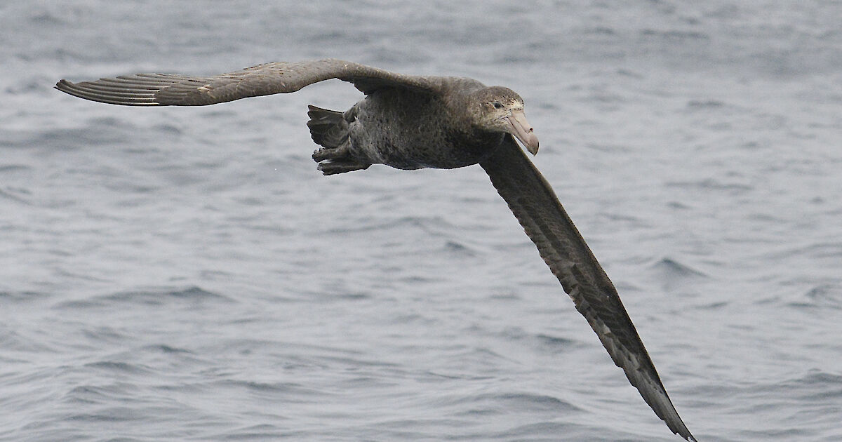 Northern giant petrel – Australian Antarctic Program