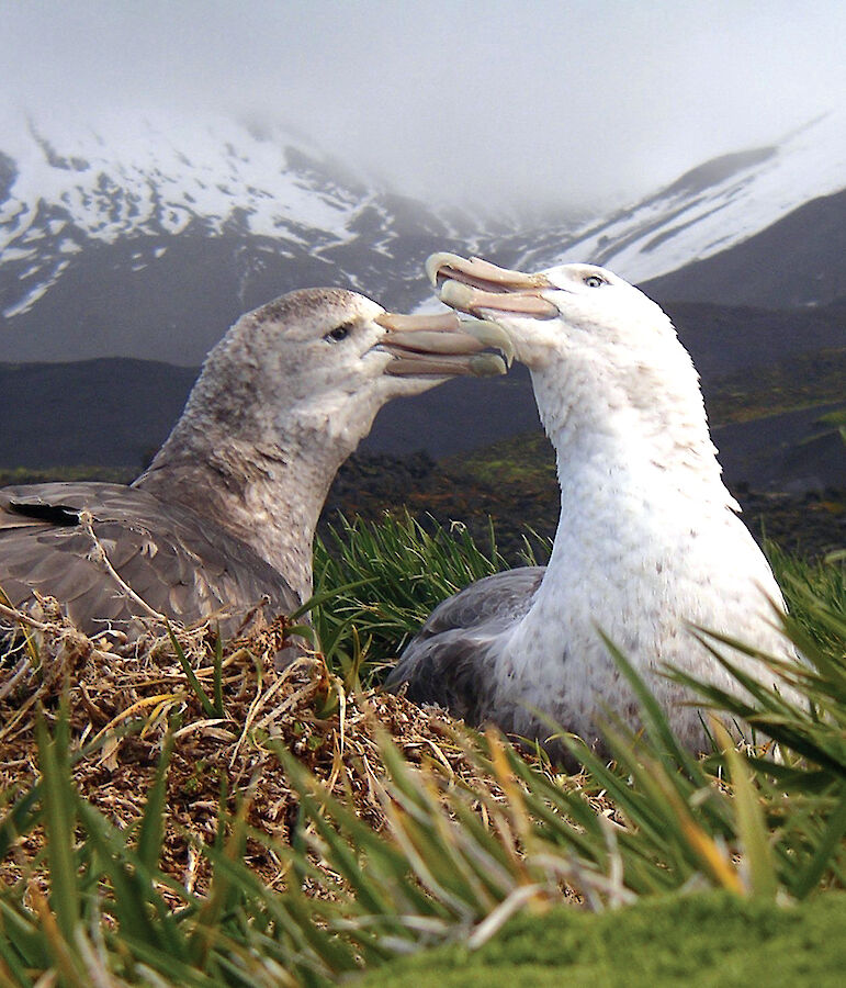 Southern giant petrel – Australian Antarctic Program