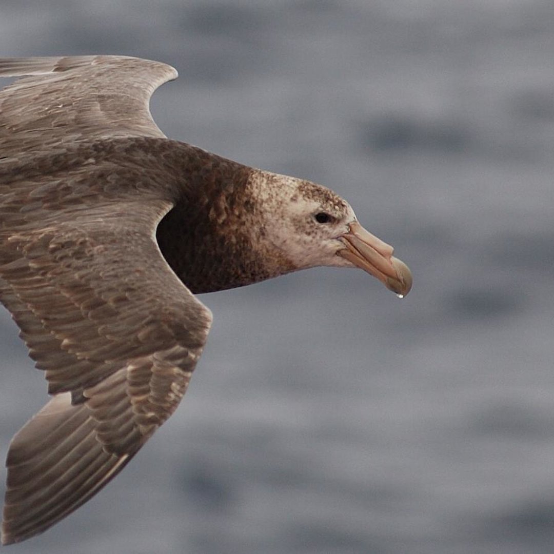 Southern giant petrel — Australian Antarctic Program